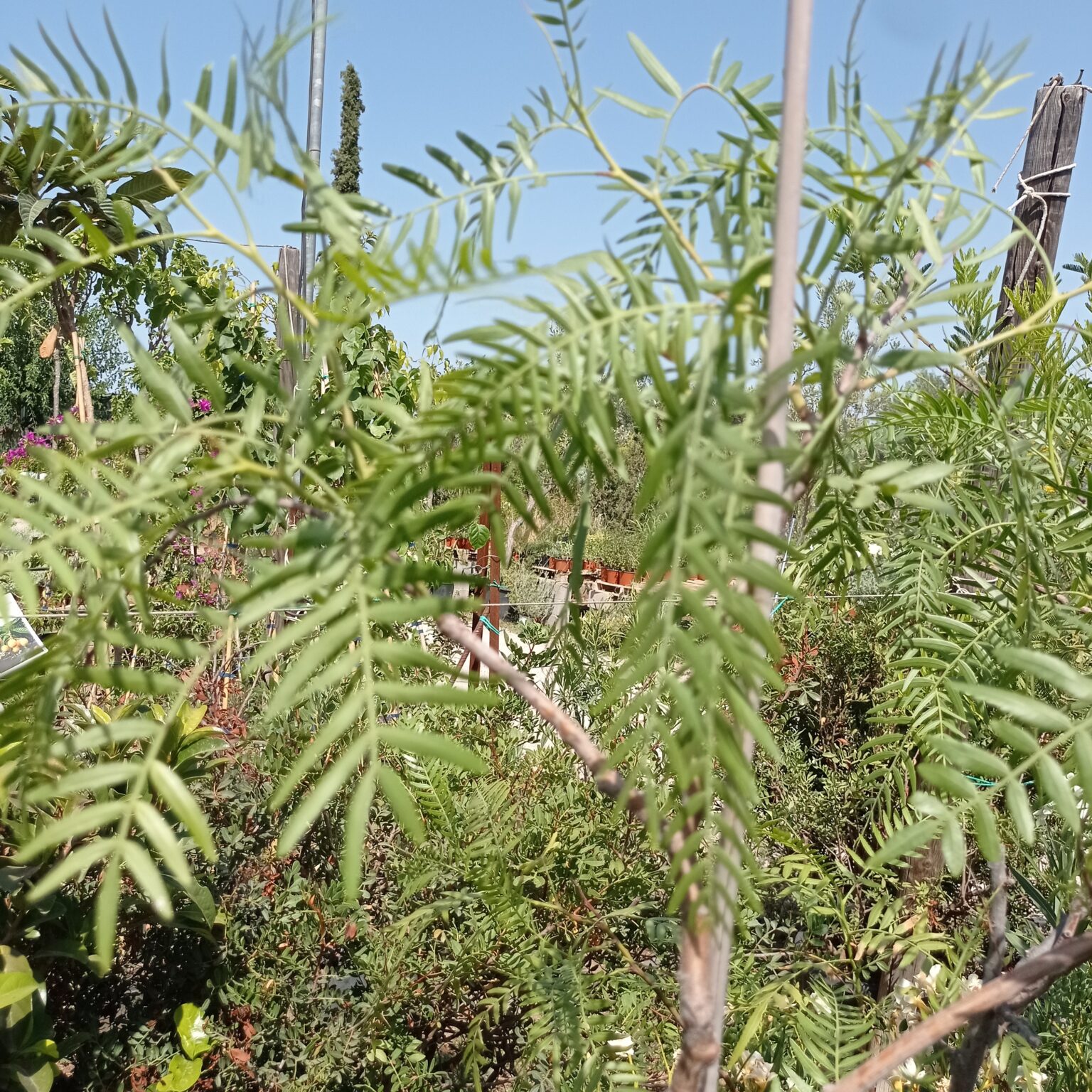 Μιμόζα ή Ακακία - Acacia dealbata - Δημαράκης