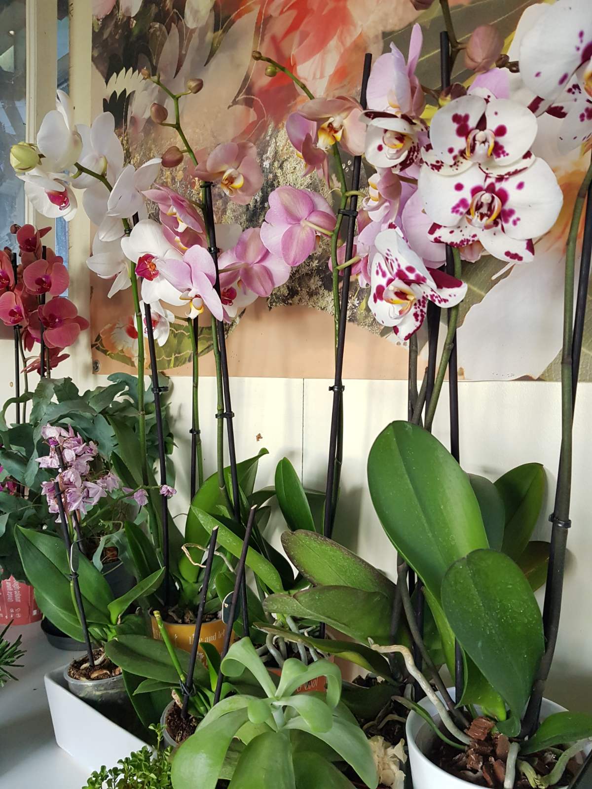 Φαλαινοψις - Phalaenopsis - Δημαράκης