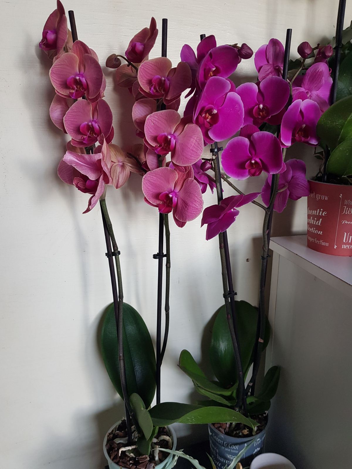 Φαλαινοψις - Phalaenopsis - Δημαράκης